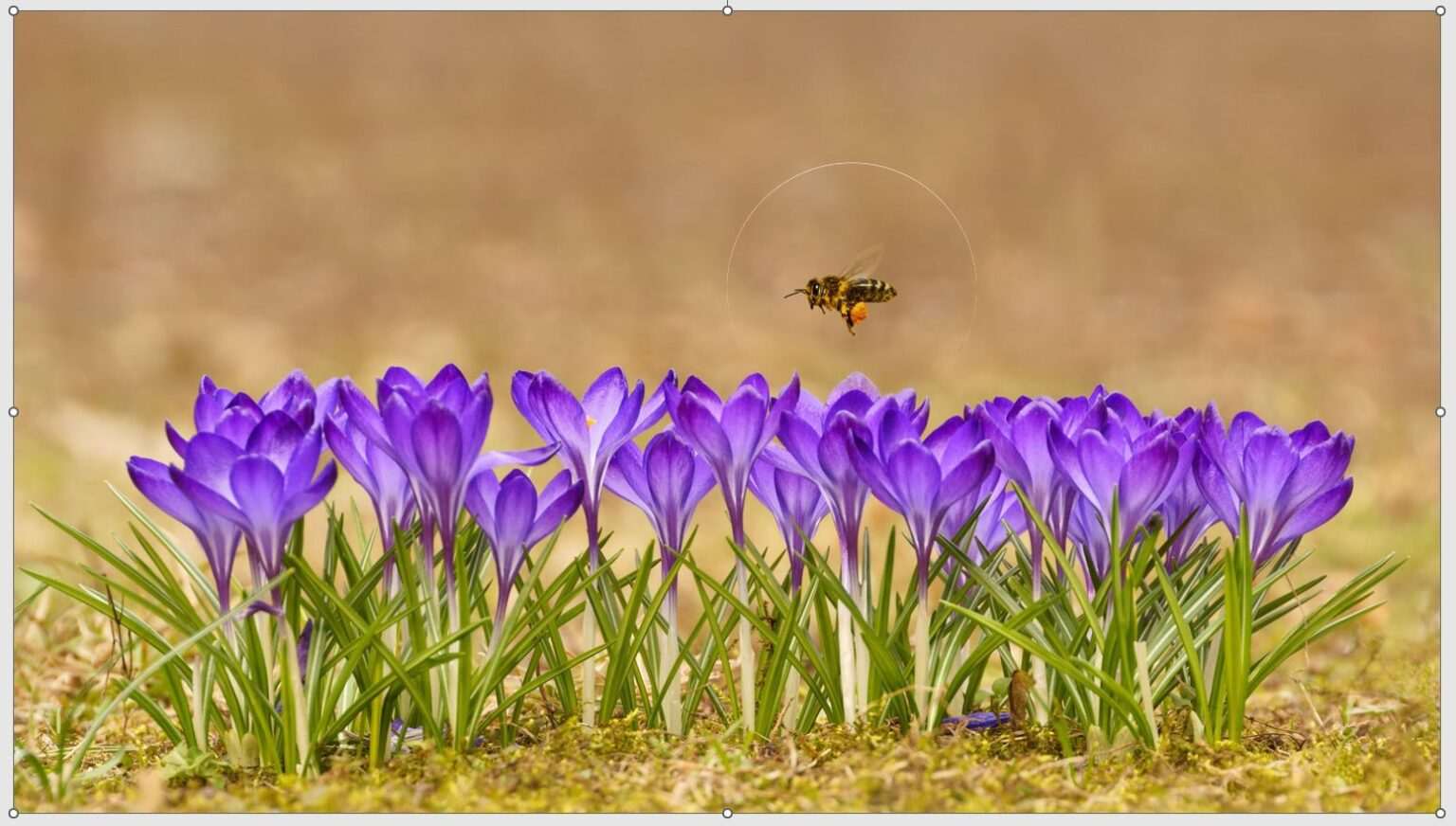 How To Highlight Part Of A Picture In PowerPoint Vegaslide