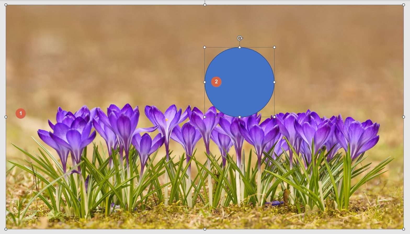 How To Highlight Part Of A Picture In PowerPoint Vegaslide